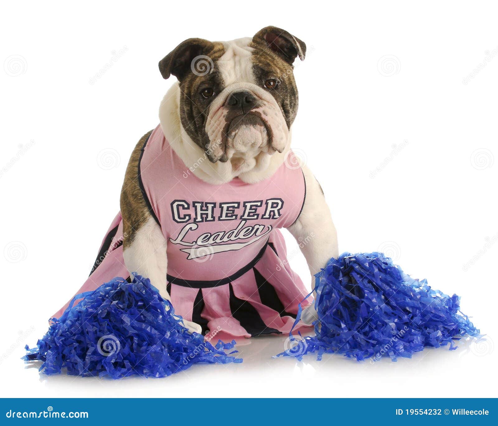 Cheerful dog stock photo. Image of cheer, funny, portrait - 19554232