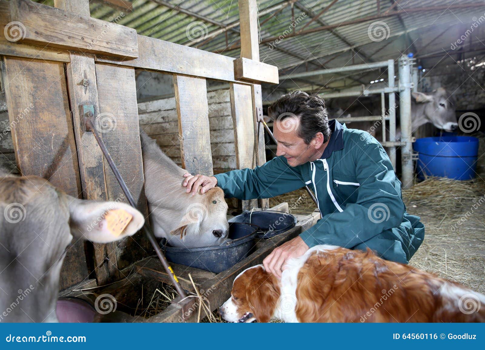Cheerful Farmer Petting Cows Stock Photo - Image of smart, food: 64560116
