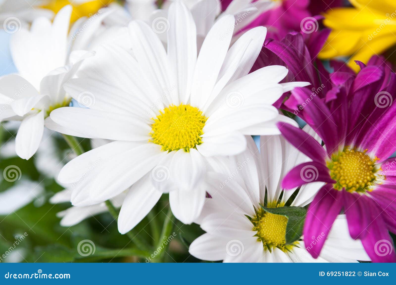Cheerful flowers stock photo. Image of yellow, pretty - 69251822