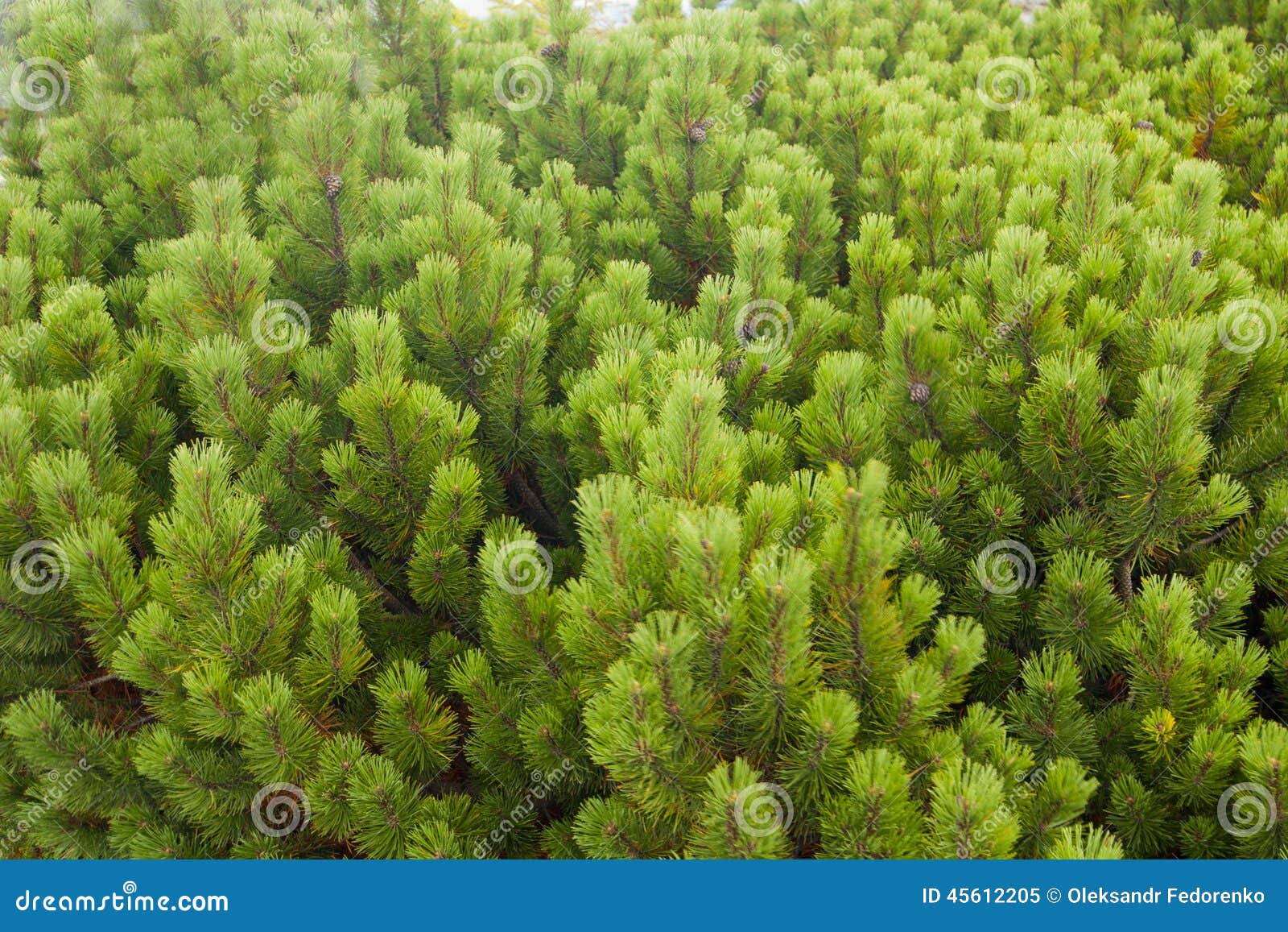Cheerful fur-trees. stock image. Image of natural, horizontally - 45612205