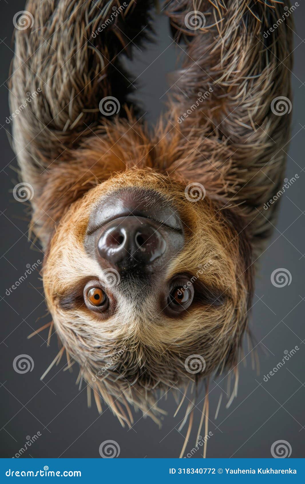 Cheerful Hanging Sloth with Goofy Expression Stock Illustration ...