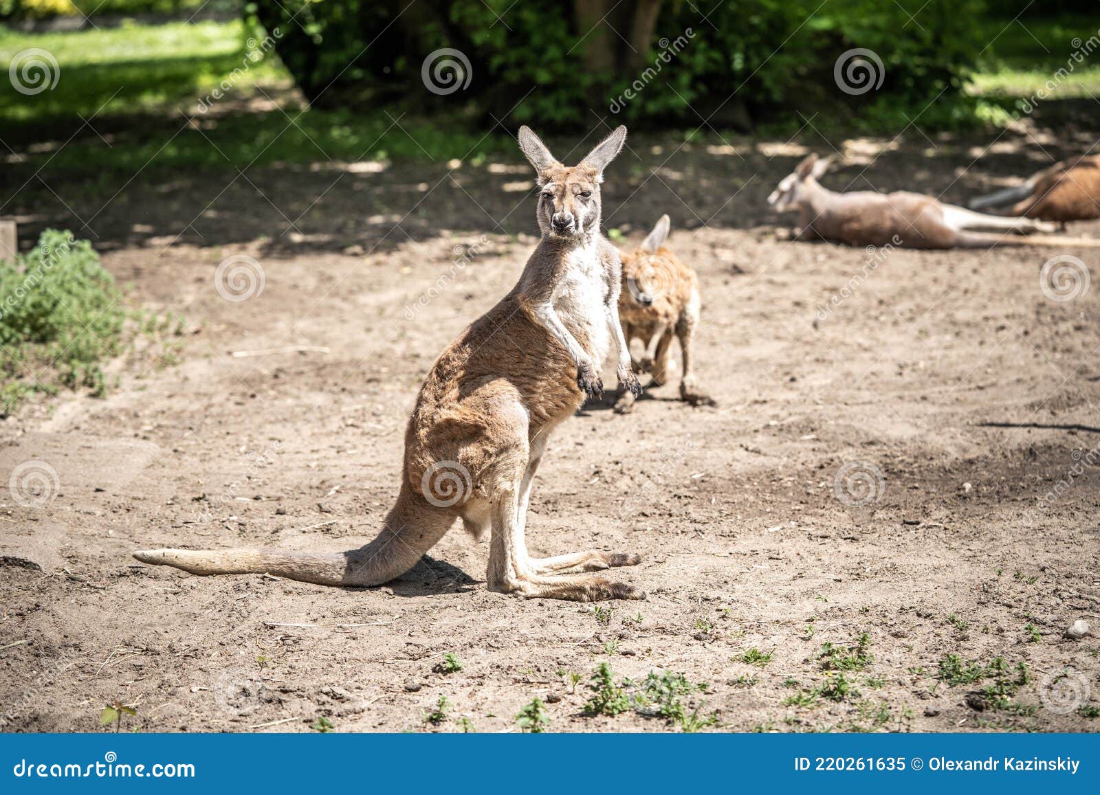 Cheerful Kangaroo Looking into the Frame, Incredible Wildlife Stock ...