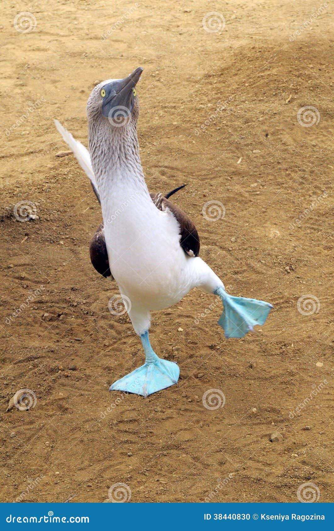 The Mating Dance Of The Snakes Royalty-Free Stock Photography ...