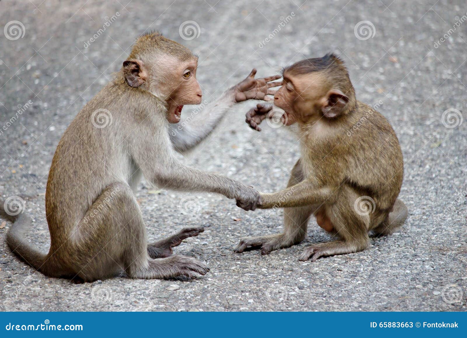 Cheerful monkeys stock image. Image of natural, cheerful - 65883663