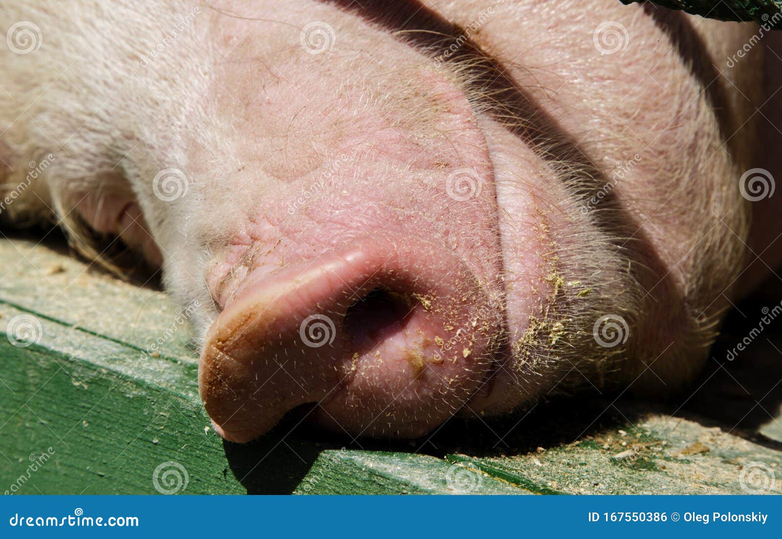 Cheerful Muzzle of a Lying Pig Close-up Stock Photo - Image of ...