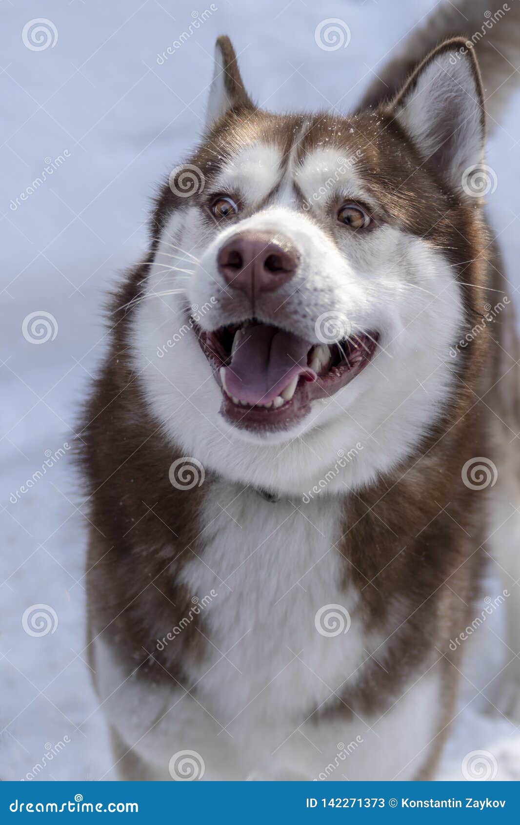 Cheerful Muzzle Siberian Husky Dog. Sly Brown Husky Dog with an Open ...