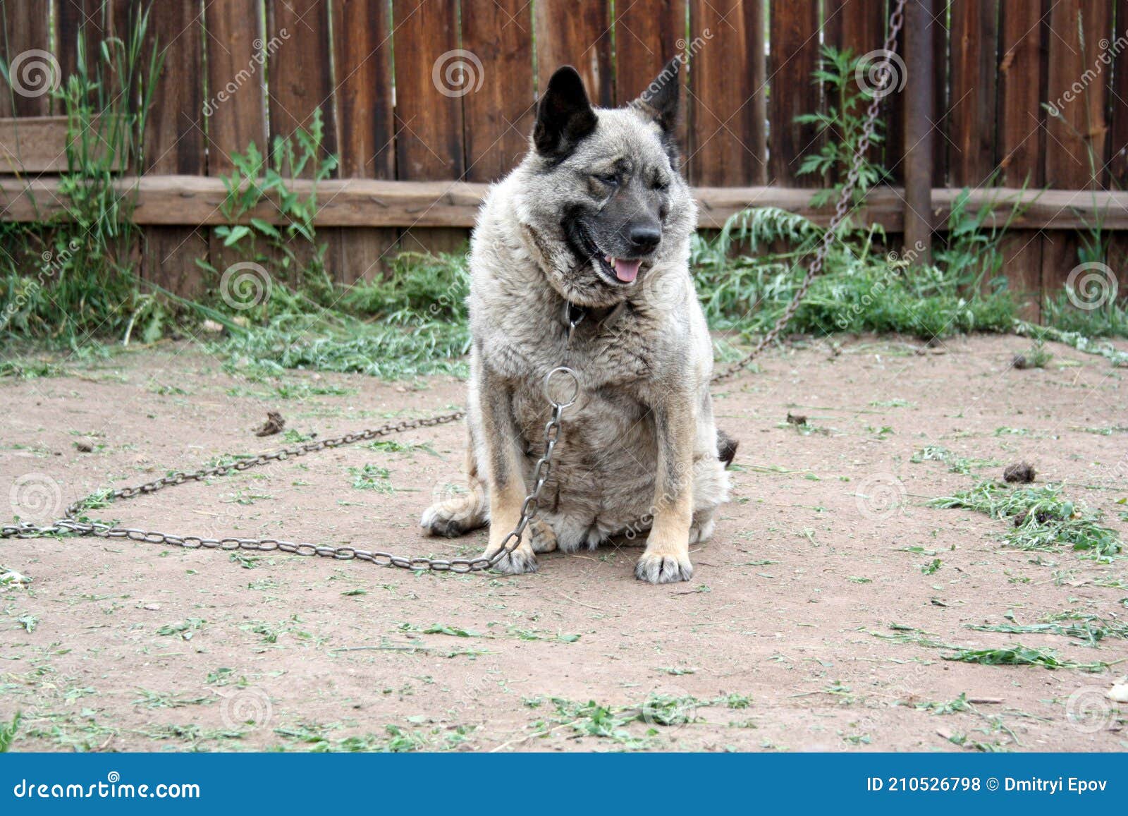 A Cheerful Old Fat Dog Sits on a Chain by the Booth Stock Photo - Image ...
