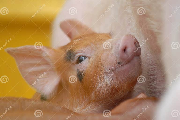 Cheerful piglet. stock photo. Image of suck, bacon, close - 1757064