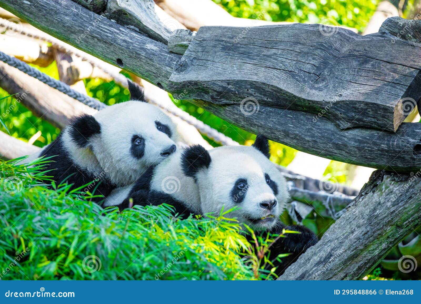 Cheerful Playing Pandas on Green Lawn Stock Photo - Image of background ...