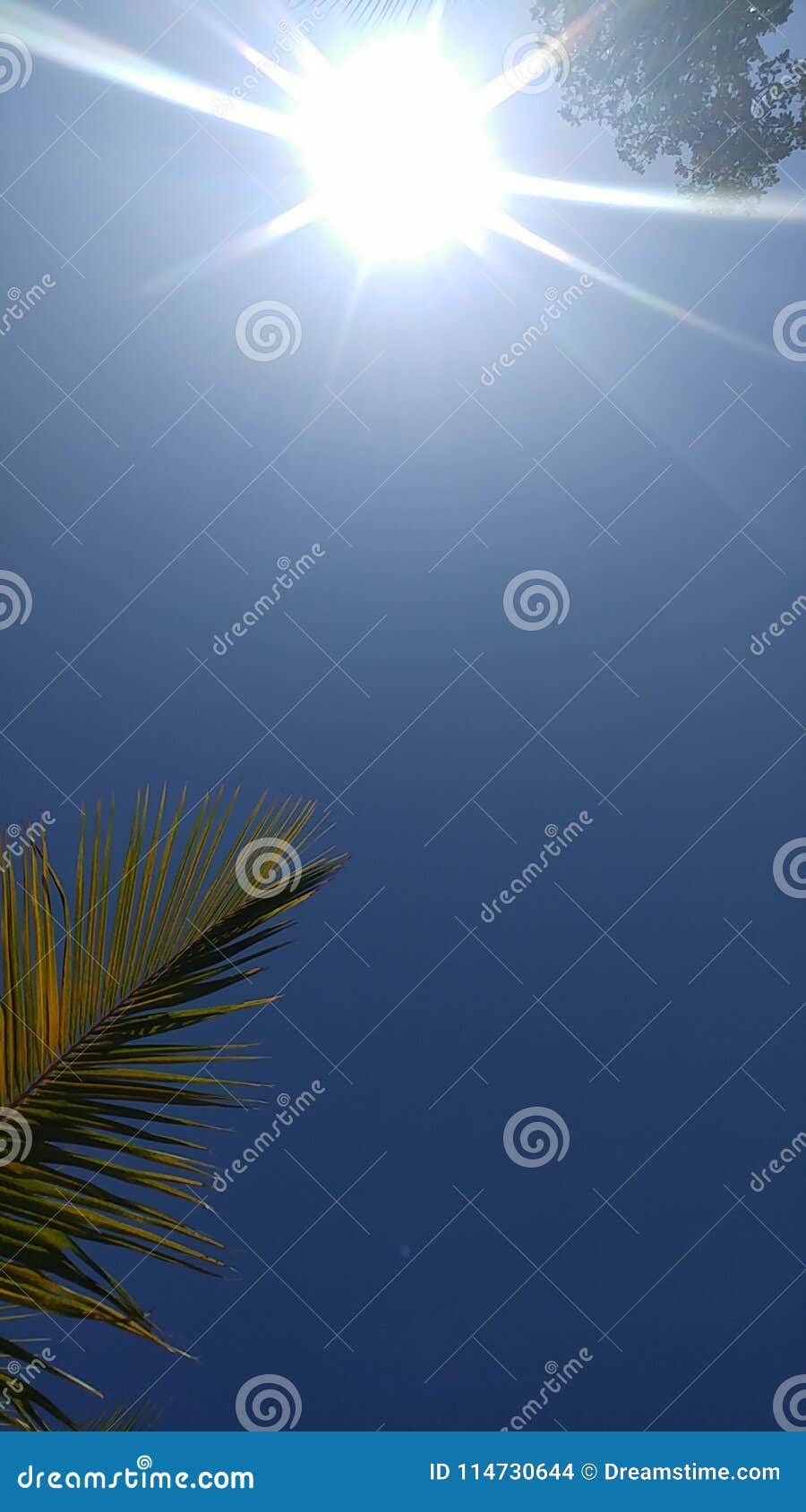Cheerful sky stock photo. Image of cheerful, white, palm - 114730644