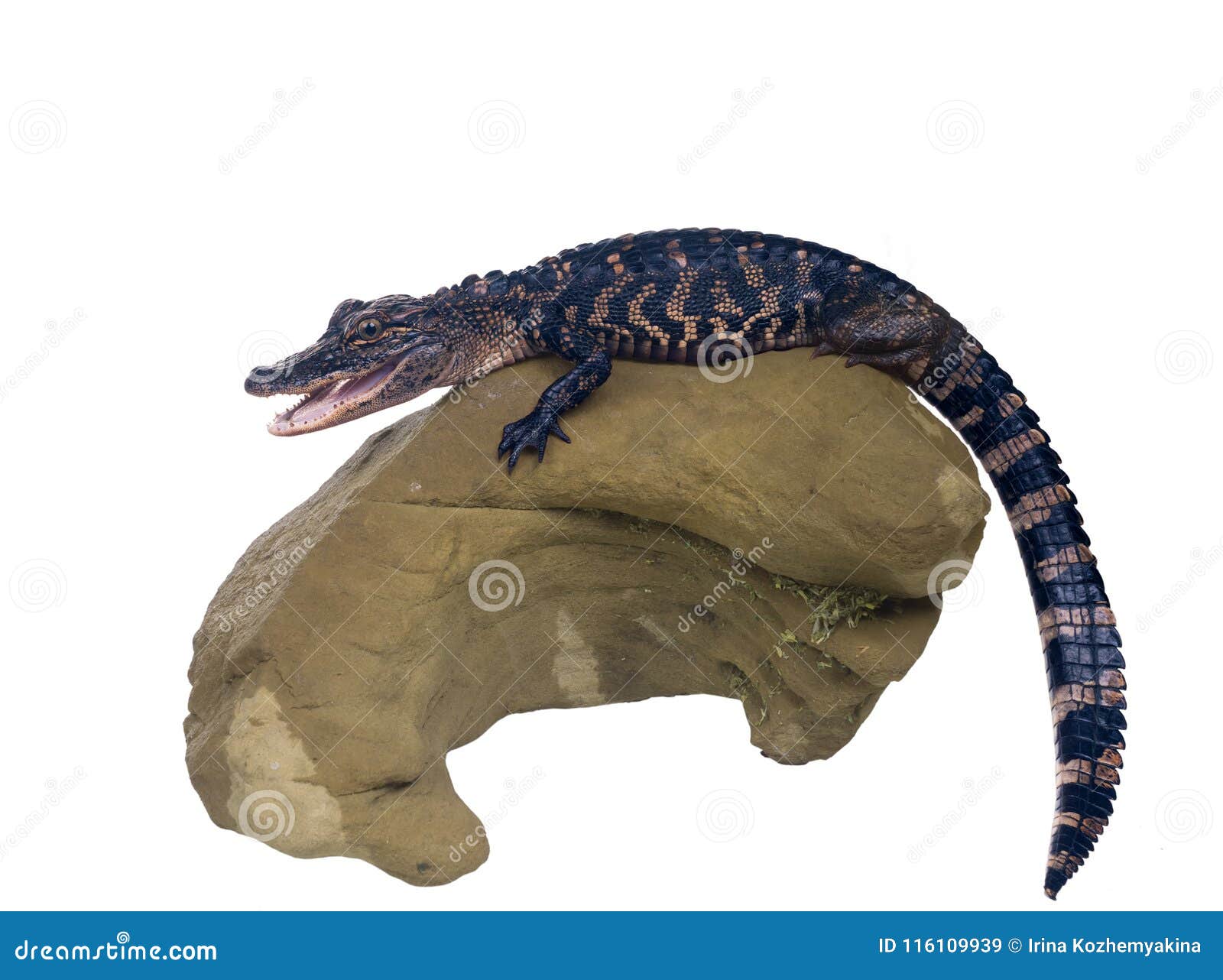 A Cheerful Smiling Alligator on a Gray Stone. Isolated on White Stock ...