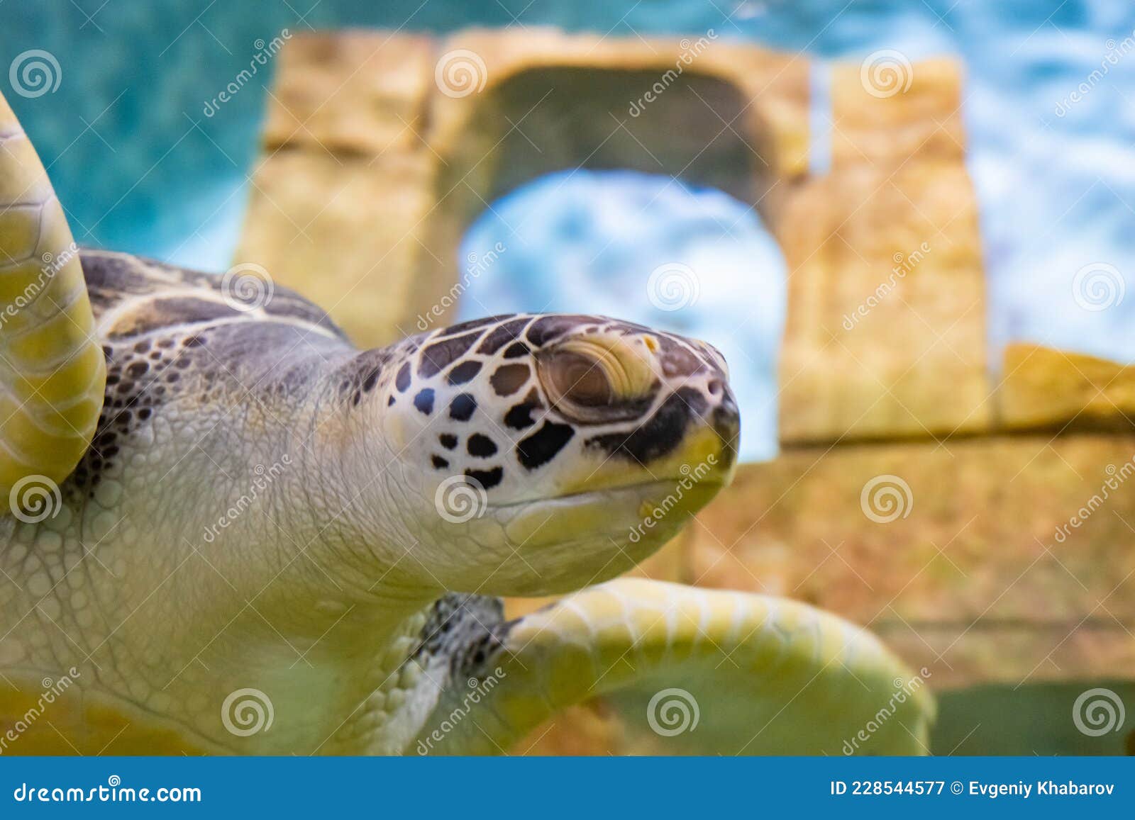 Cheerful Turtle Under Human Supervision. Helping Wild Animals Stock ...