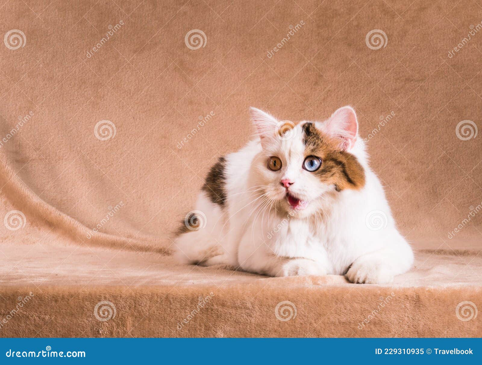 Cheerful Wondering Cat Copy Space. Stock Image - Image of fluffy ...