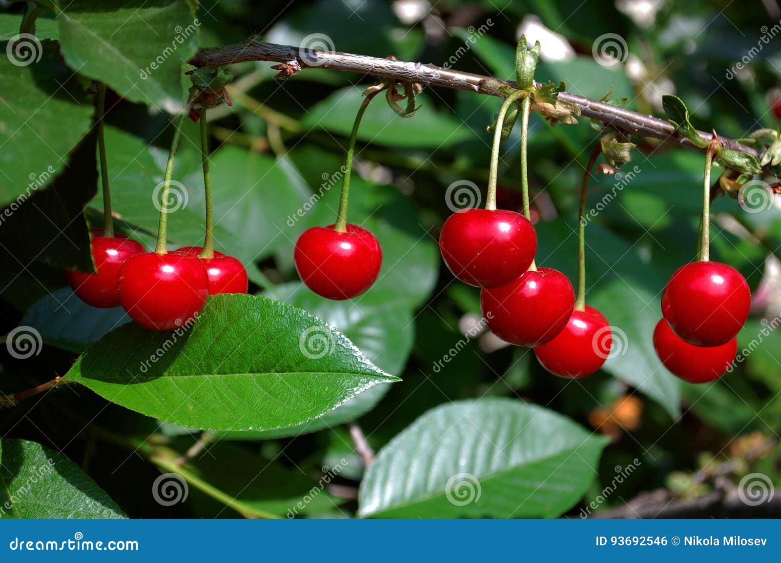 Cheeries stock photo. Image of grains, delicious, herbal - 93692546
