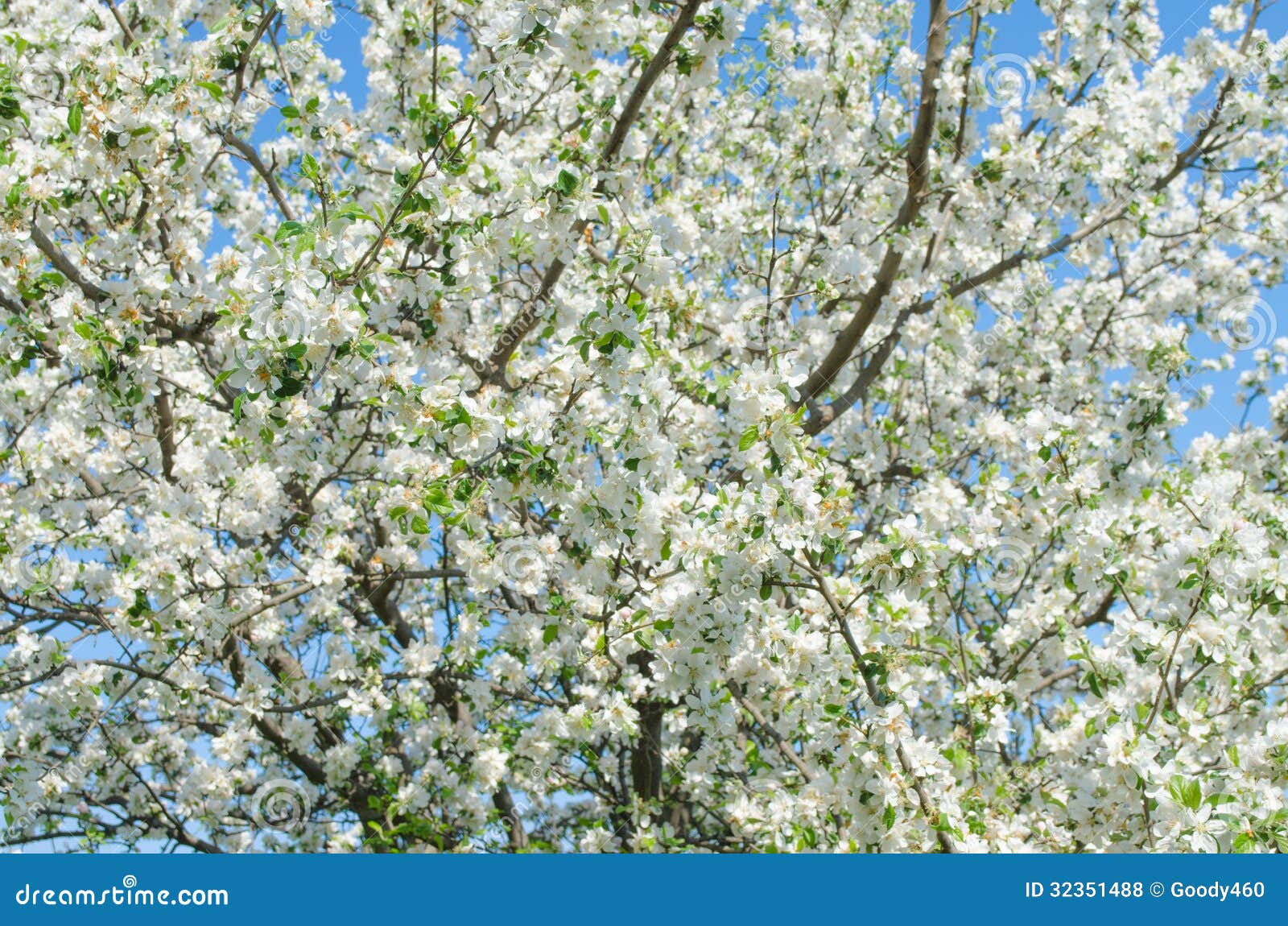Cheery Blossom Flowers on Spring Day Stock Photo - Image of blue, flora ...