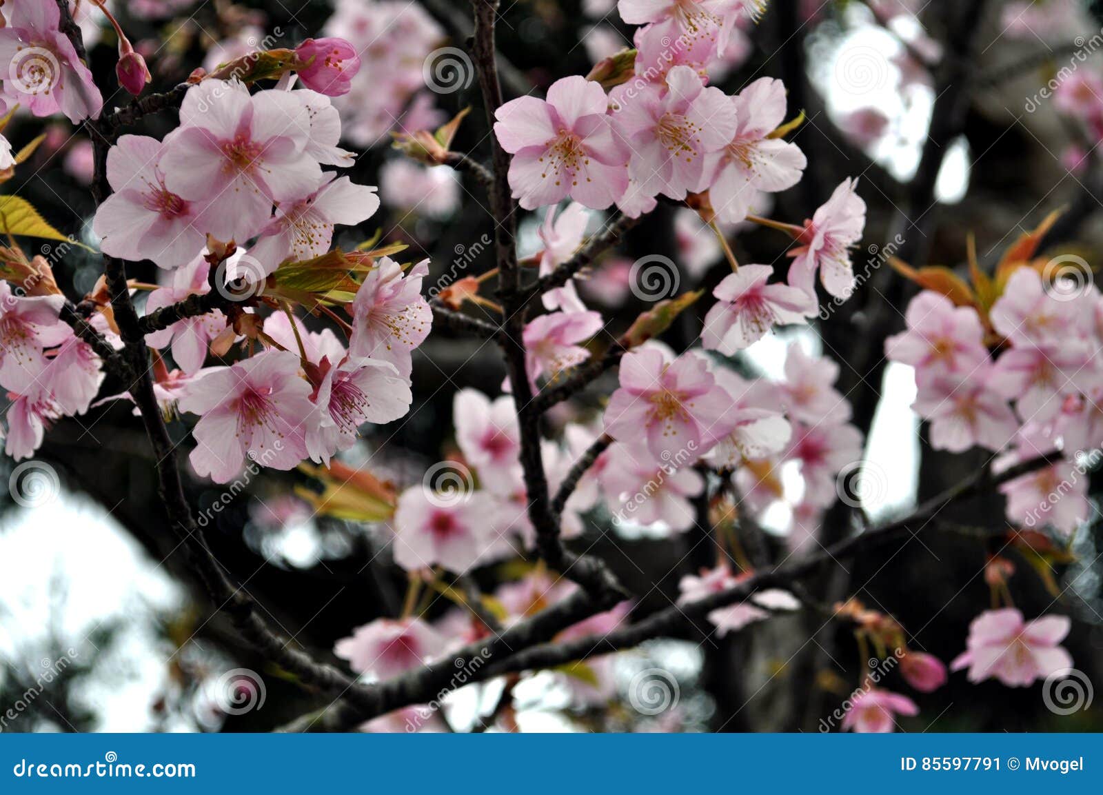 Cheery Blossoms stock image. Image of branch, blossoms - 85597791
