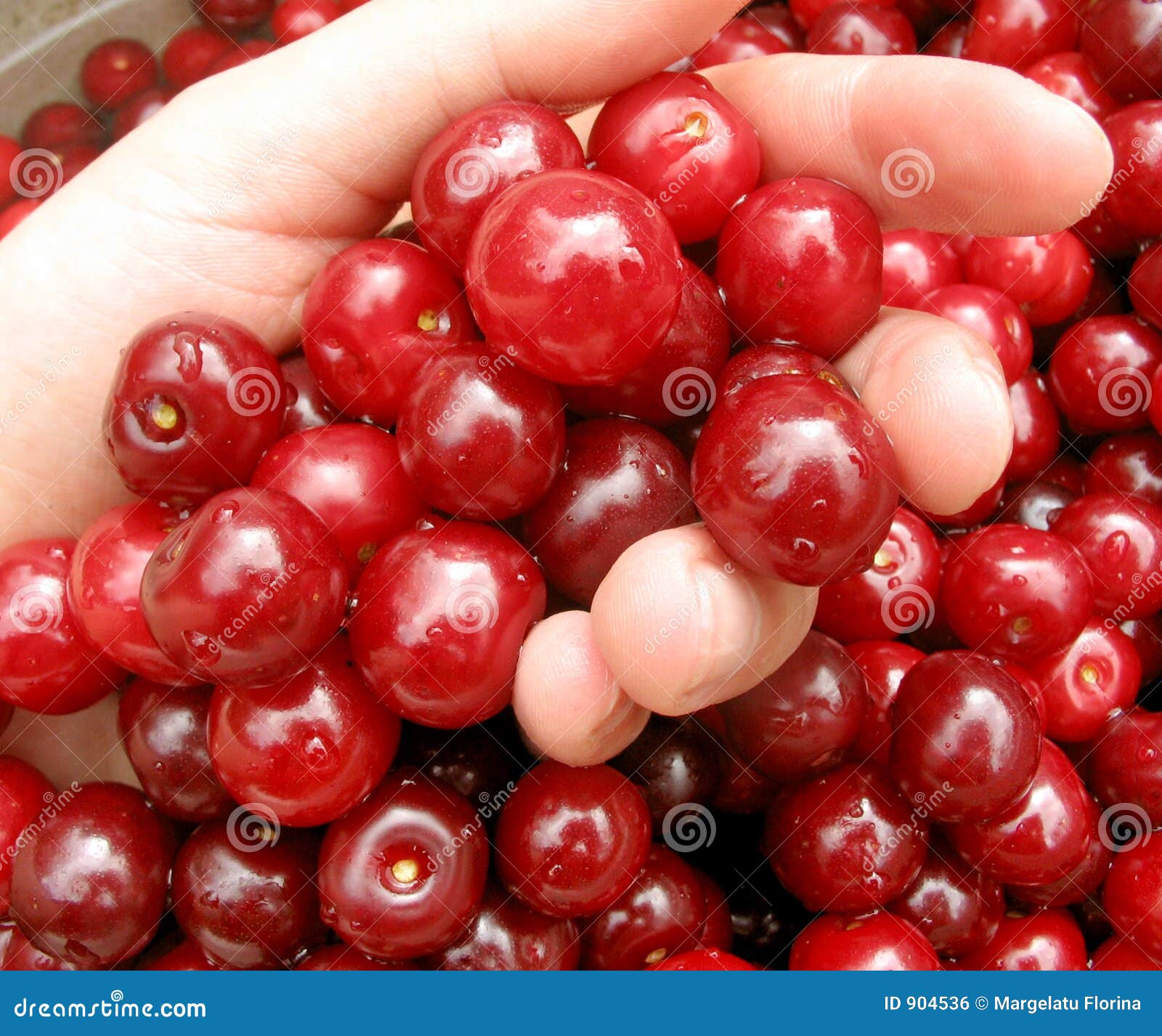 Cheery cherry stock photo. Image of seasonal, picked, delicate - 904536