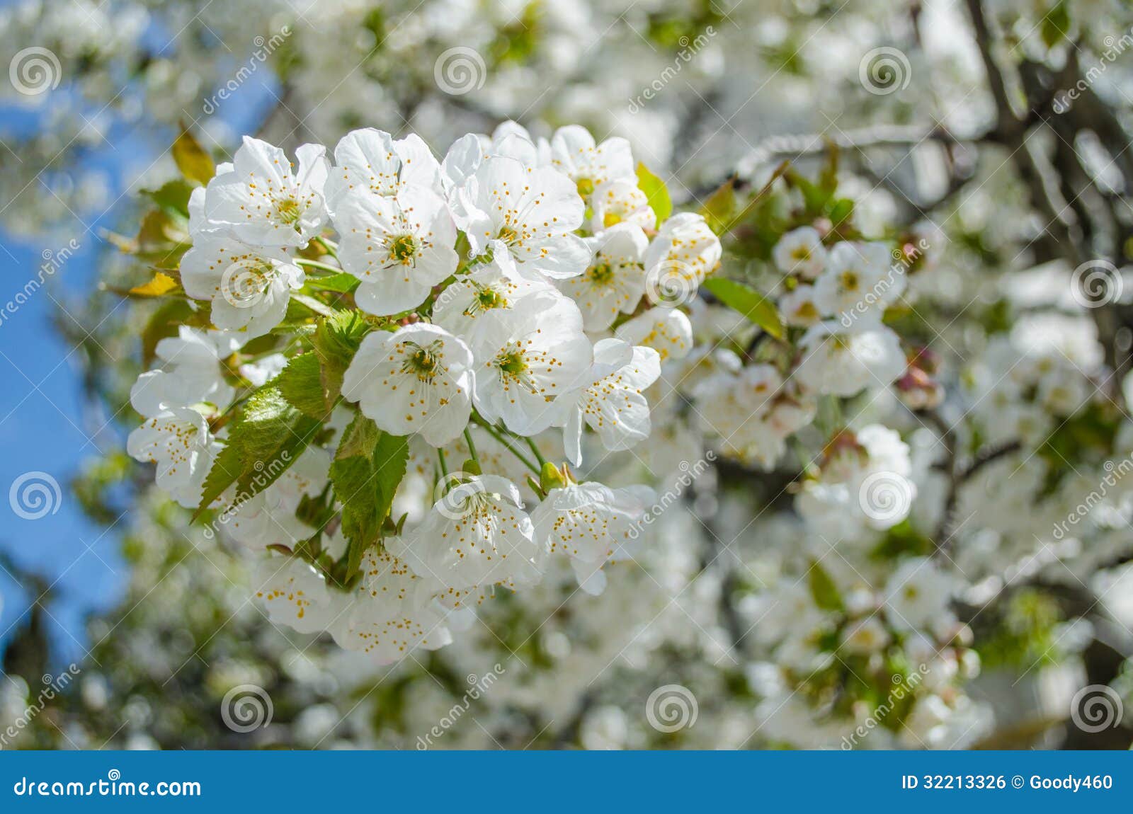 Cheery flowers stock photo. Image of natural, isolated - 32213326