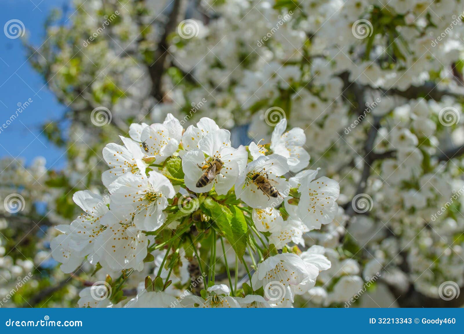 Cheery flowers stock image. Image of flora, fruit, bloom - 32213343