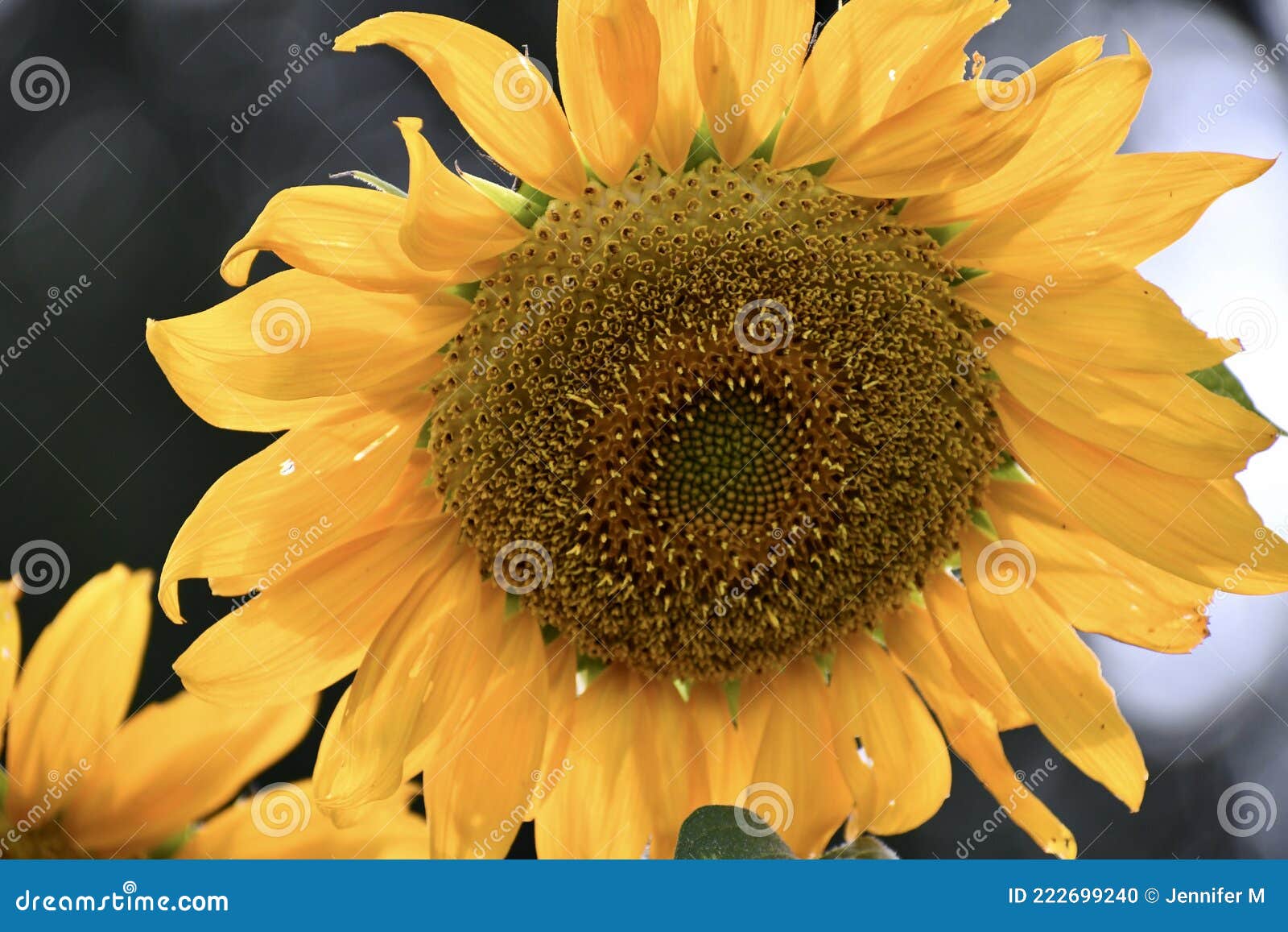 Cheery yellow sunflower stock photo. Image of garden - 222699240