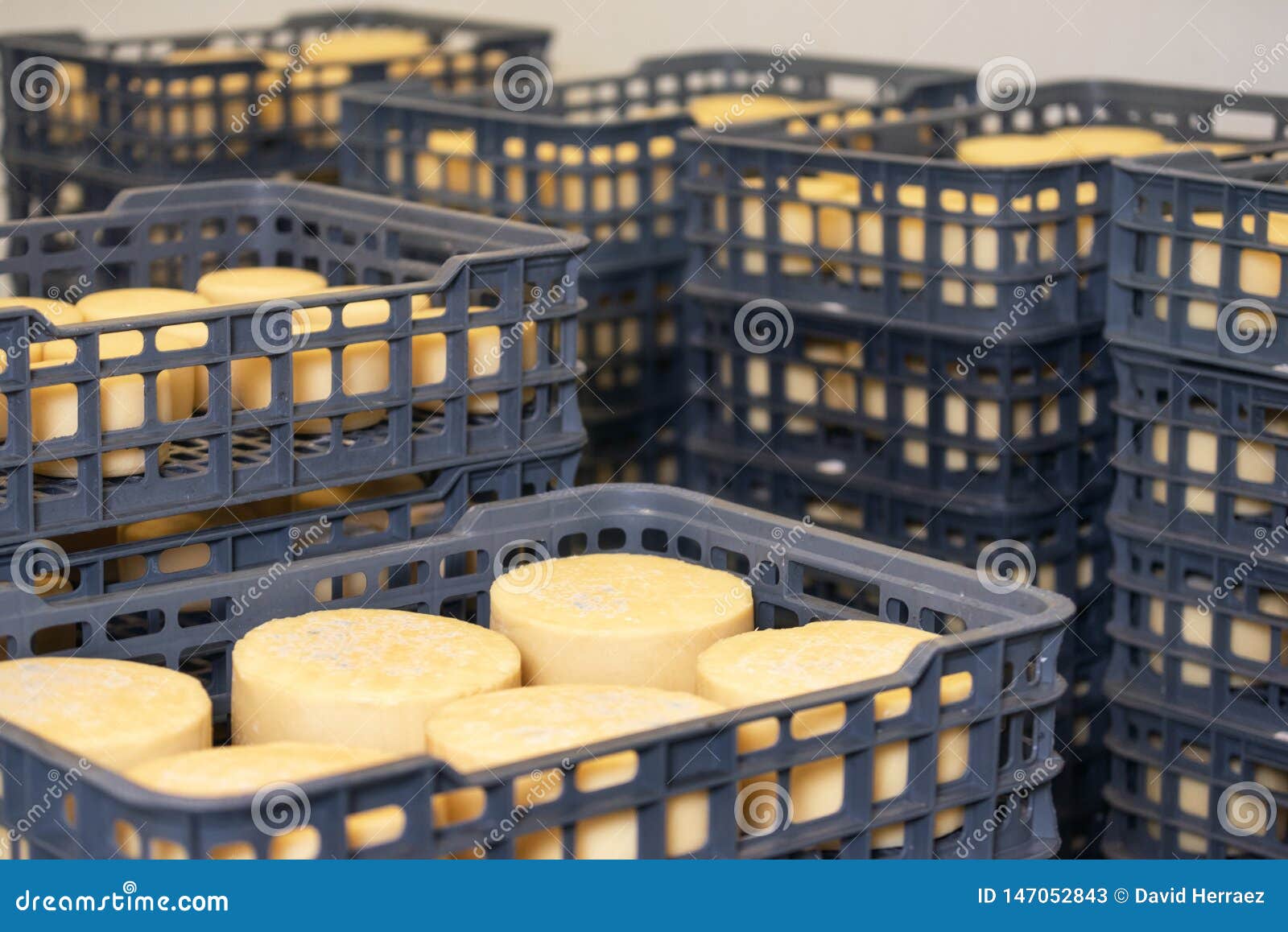 Cheese Arranged in Boxes at Cheese Factory Warehouse. Stock Image ...