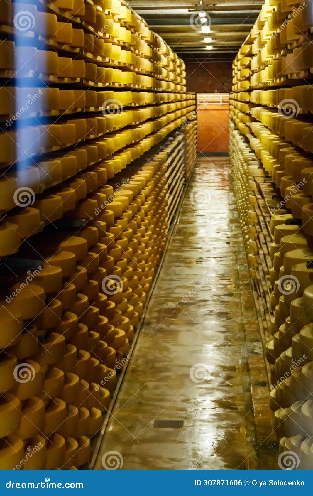 Cheese Dairy Plant Warehouse with Shelves Stacked with Rows of Cheese ...