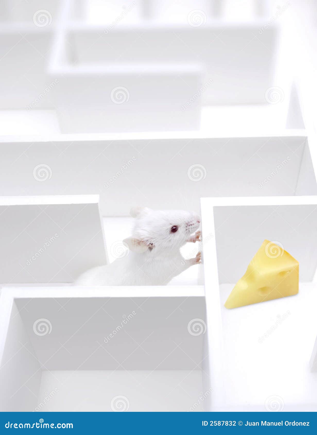 Cheese finding stock photo. Image of smelling, road, money - 2587832