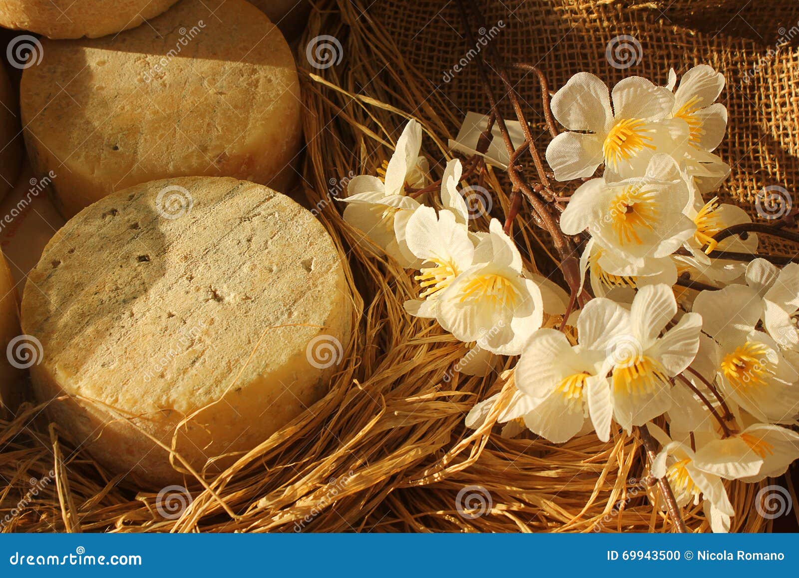 Cheese and flowers stock photo. Image of nature, food - 69943500