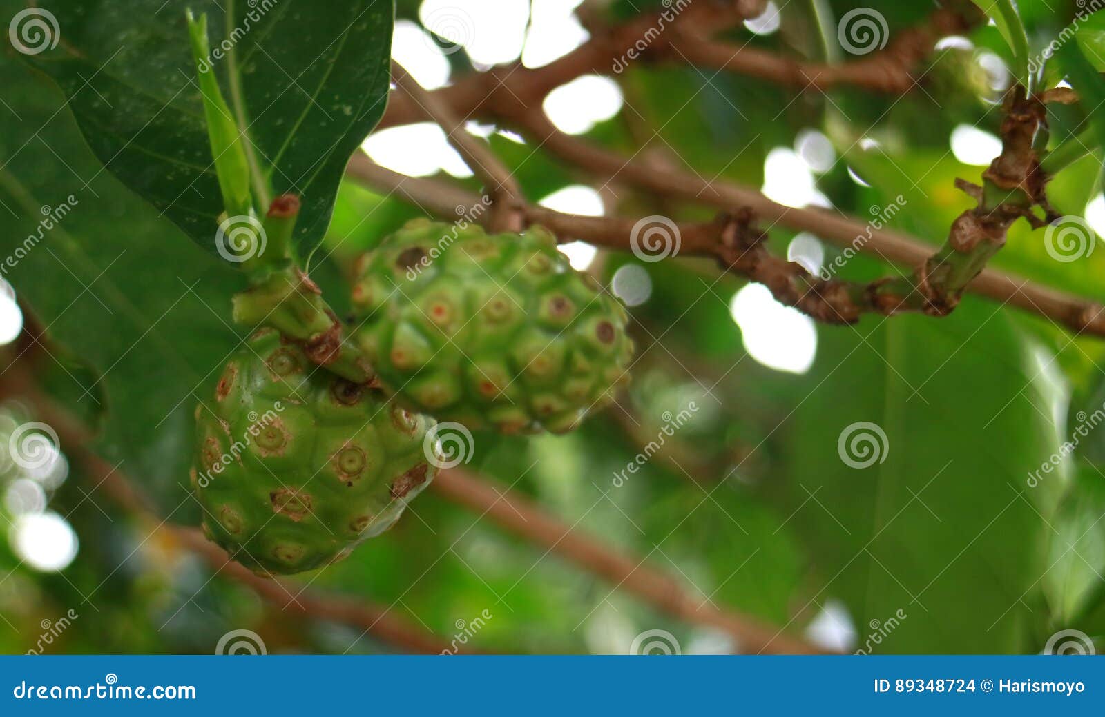 Cheese Fruit stock photo. Image of food, indonesia, cheese - 89348724
