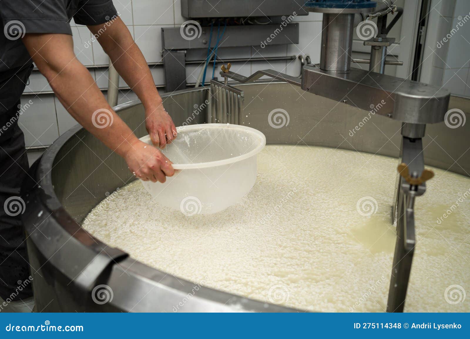 Cheese Maker Straining Curd from Whey while Working in Dairy Production ... Cheese Maker Straining Curd from Whey while Working in Dairy Production ...