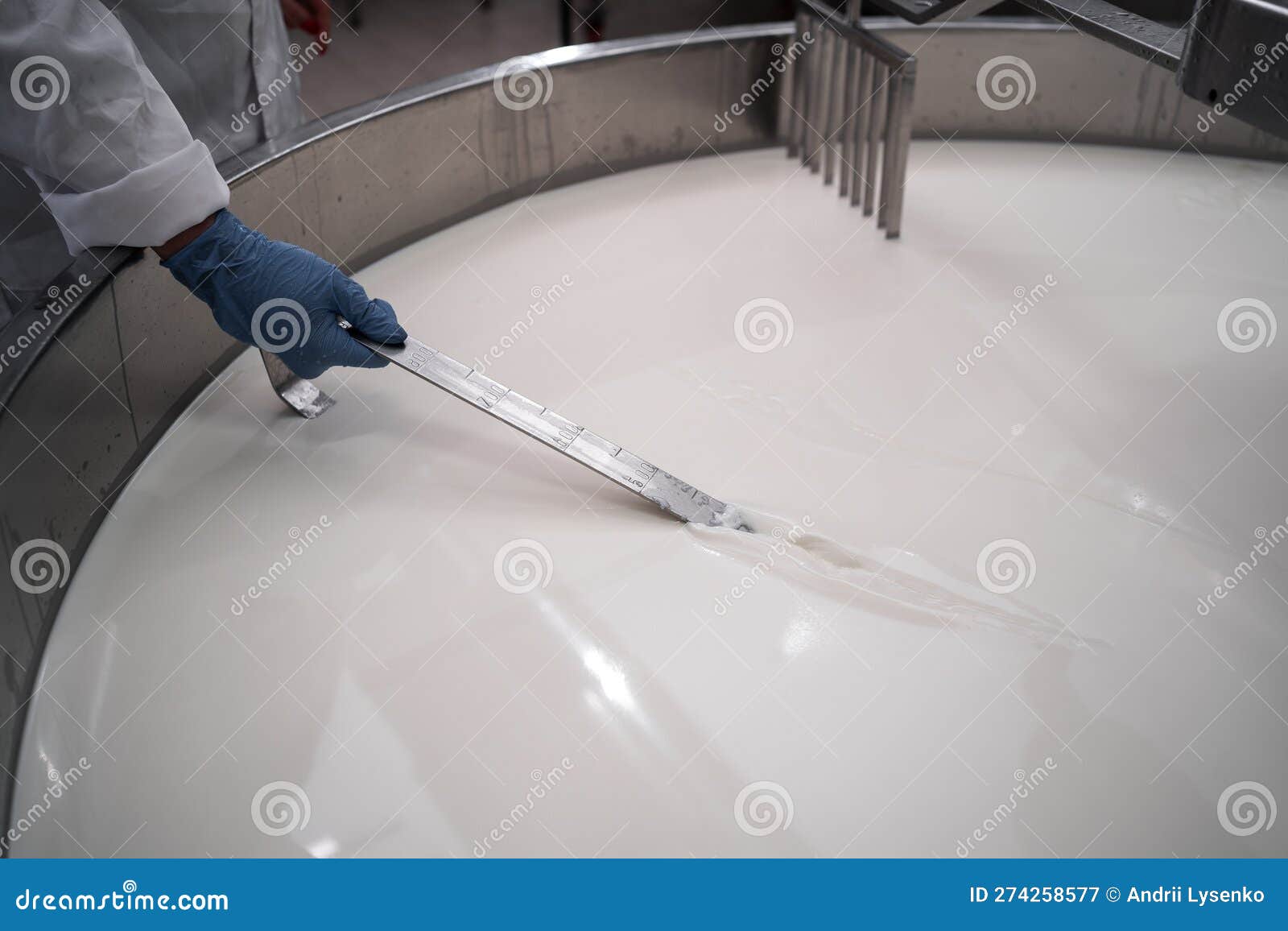 Cheese Maker Testing the Whey and Milk on Factory. Cheese Production ...