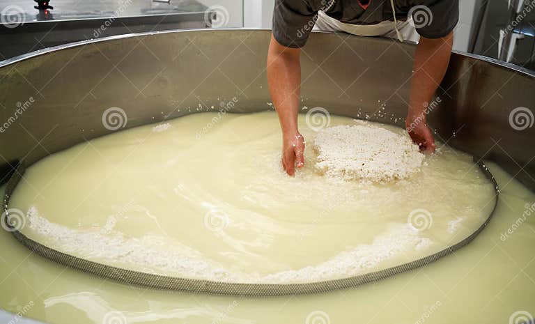 Cheese Maker Who Separating Curd and Whey in a Large Stainless Steel ... Cheese Maker Who Separating Curd and Whey in a Large Stainless Steel ...
