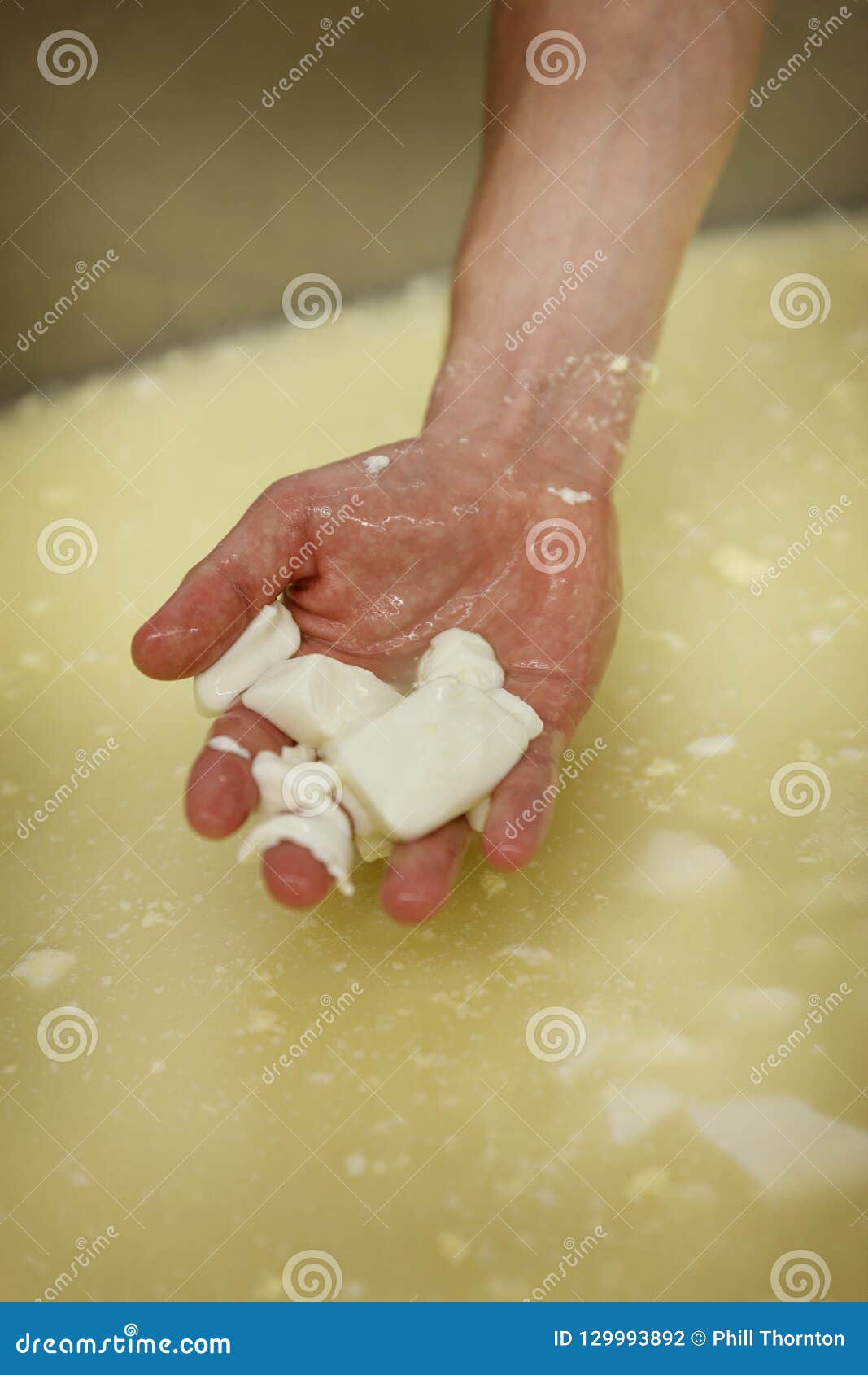 Cheese Making Process Number 2 Stock Photo - Image of cheesemonger ...
