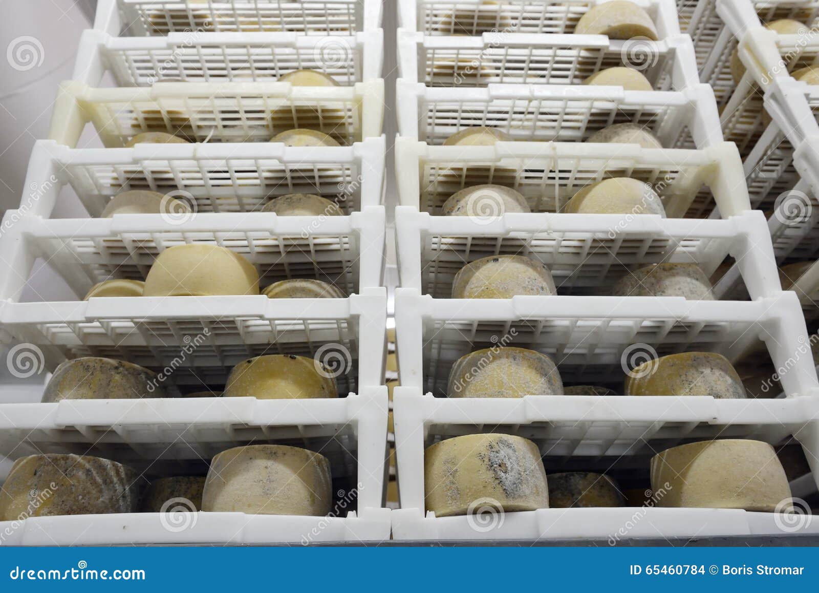 Cheese maturing in a dairy stock photo. Image of ripening - 65460784