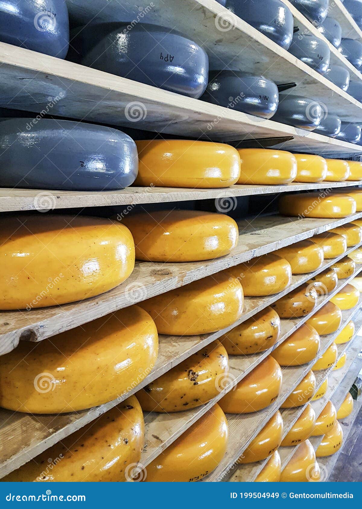 Cheese maturing on a shelf editorial stock image. Image of edam - 199504949