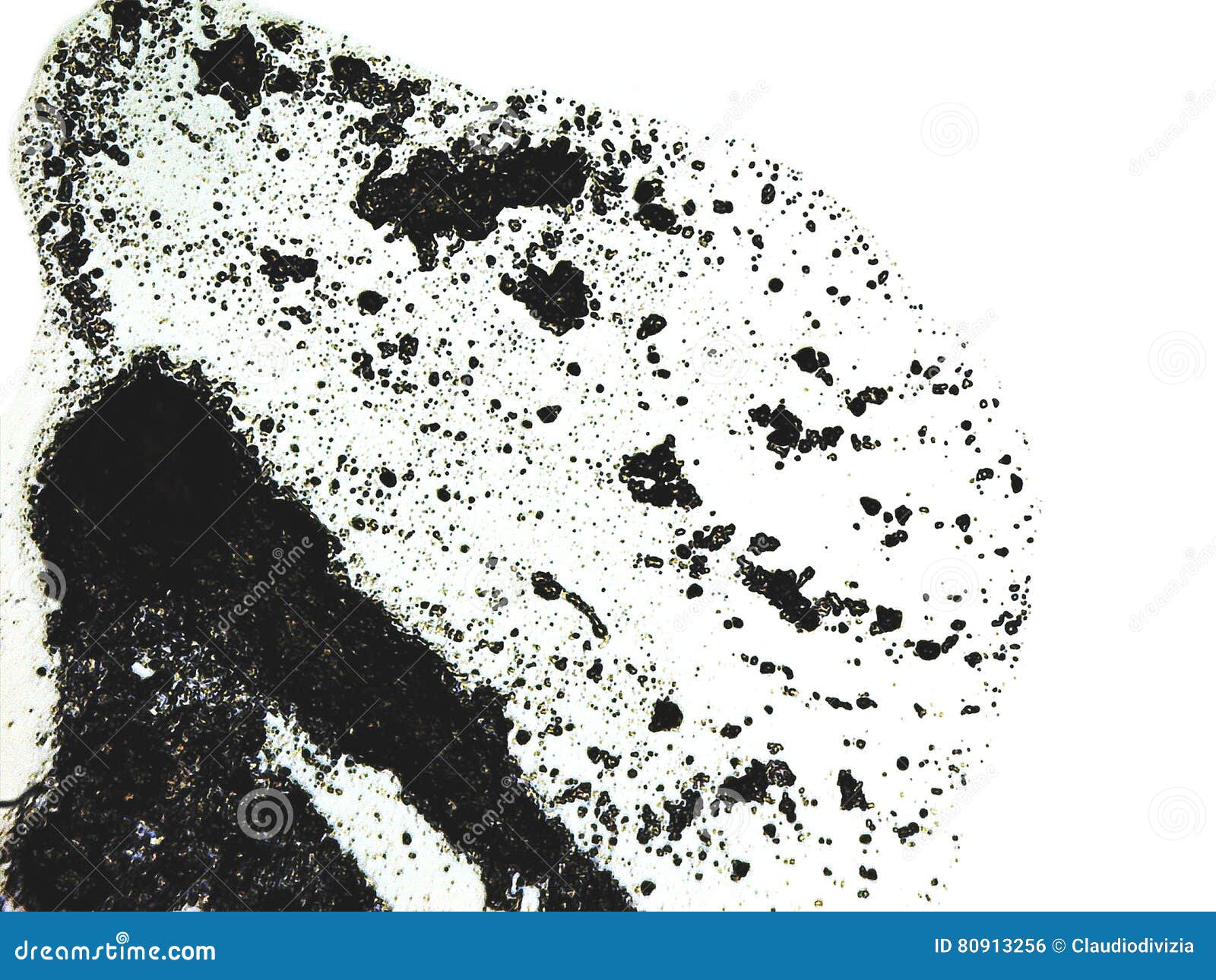 Cheese mold micrograph stock photo. Image of mold, microscope - 80913256