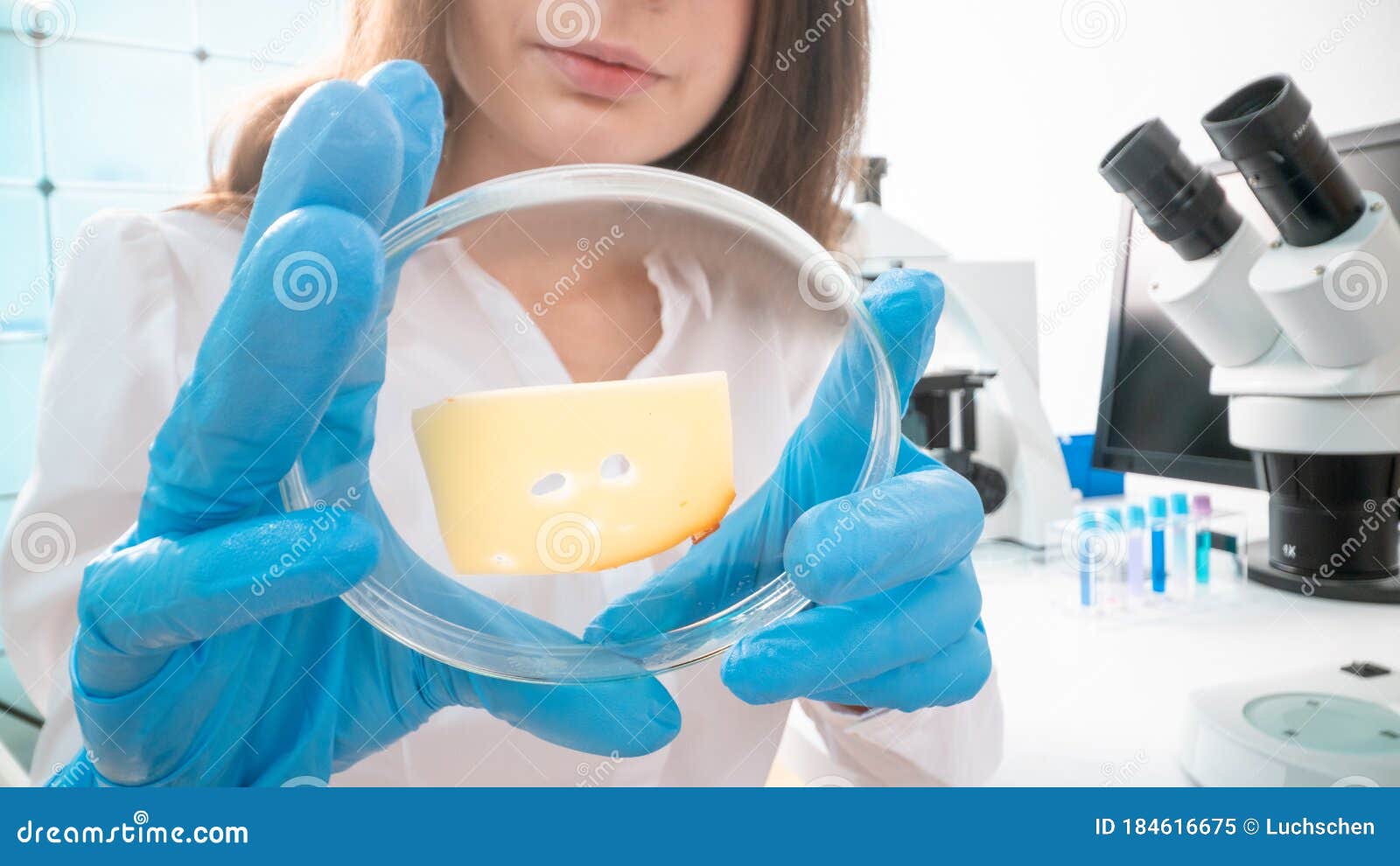 Cheese Quality Inspection in a Quality Control Laboratory Stock Image ...