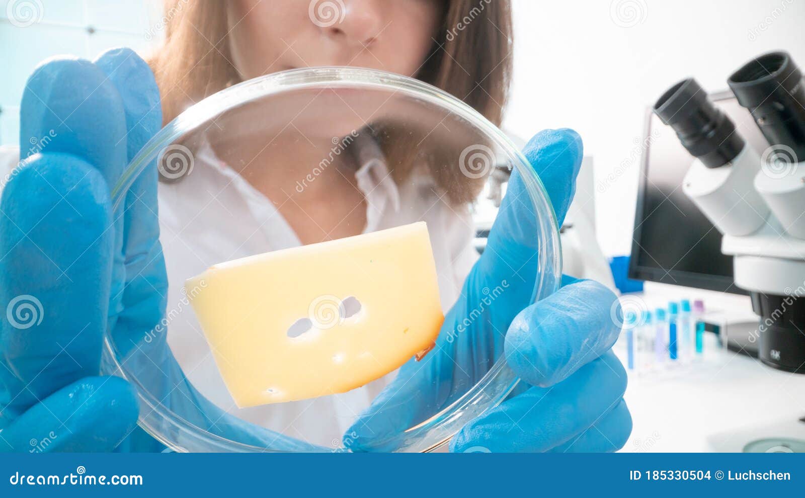 Cheese Quality Inspection in a Quality Control Laboratory Stock Photo ...