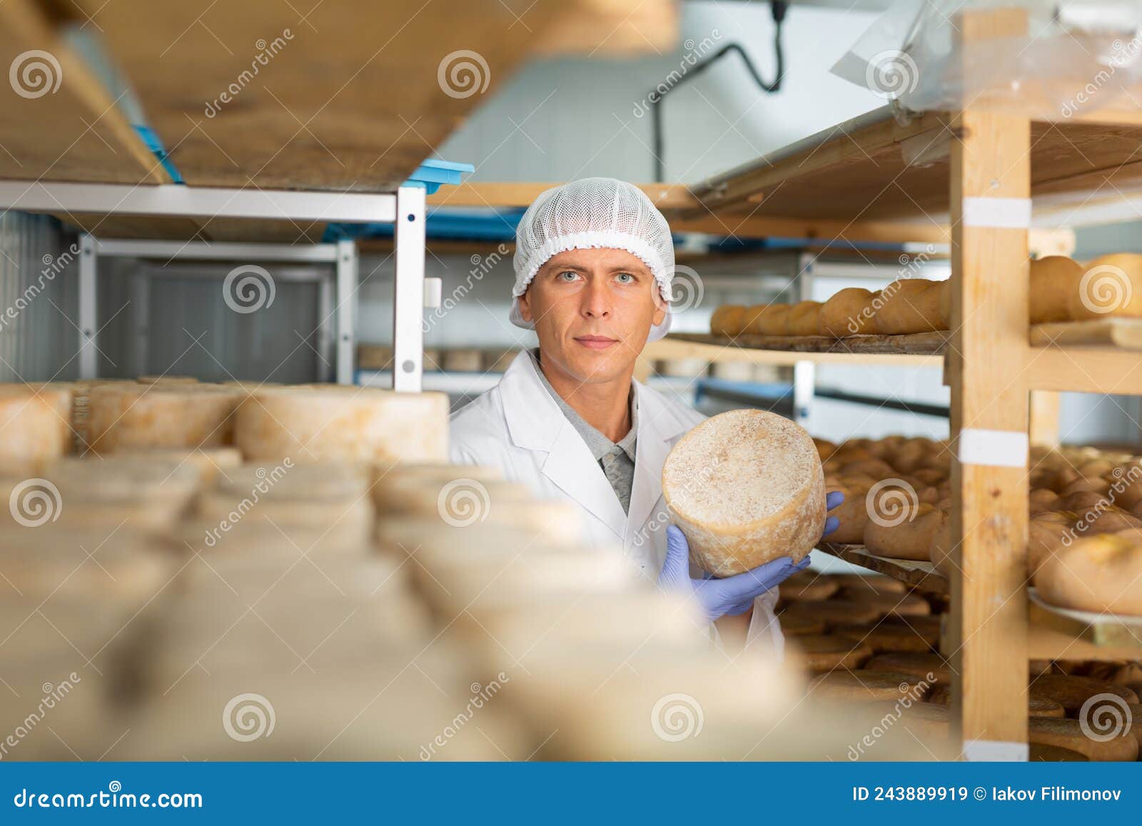 Cheesemaker Checking Aging Process of Cheese in Maturing Chamber Stock ...
