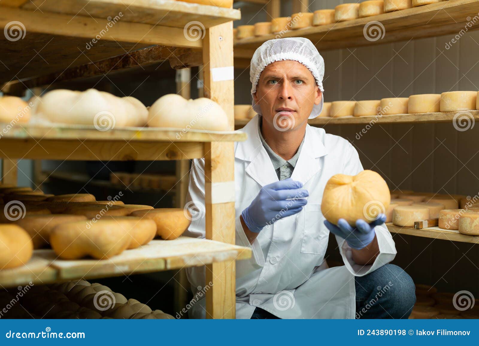 Cheesemaker Checking Aging Process of Cheese in Maturing Chamber Stock ...