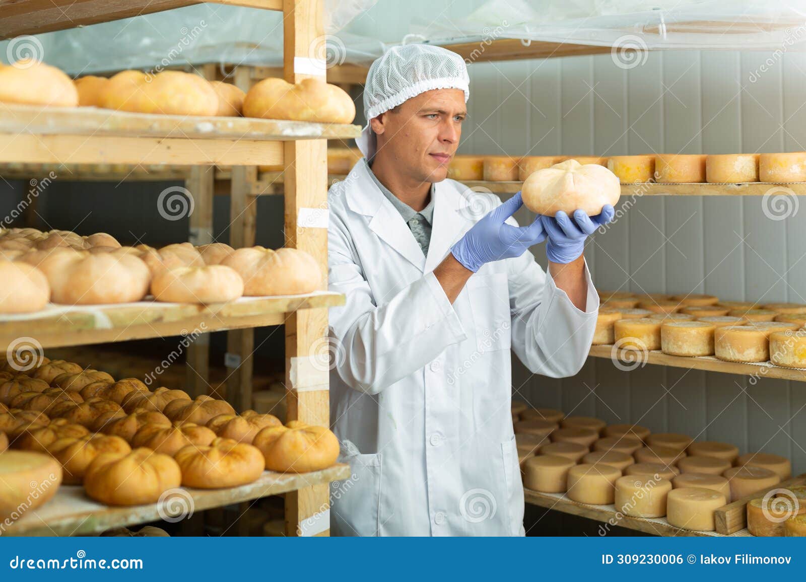 Cheesemaker Checking Aging Process of Cheese in Maturing Chamber Stock ...