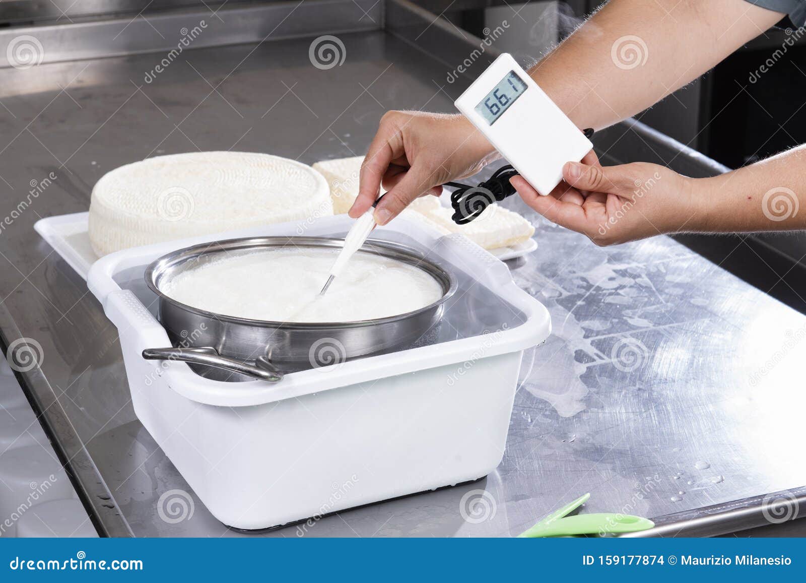 Cheesemaker Measures the Temperature of the Milk with an Electronic ...