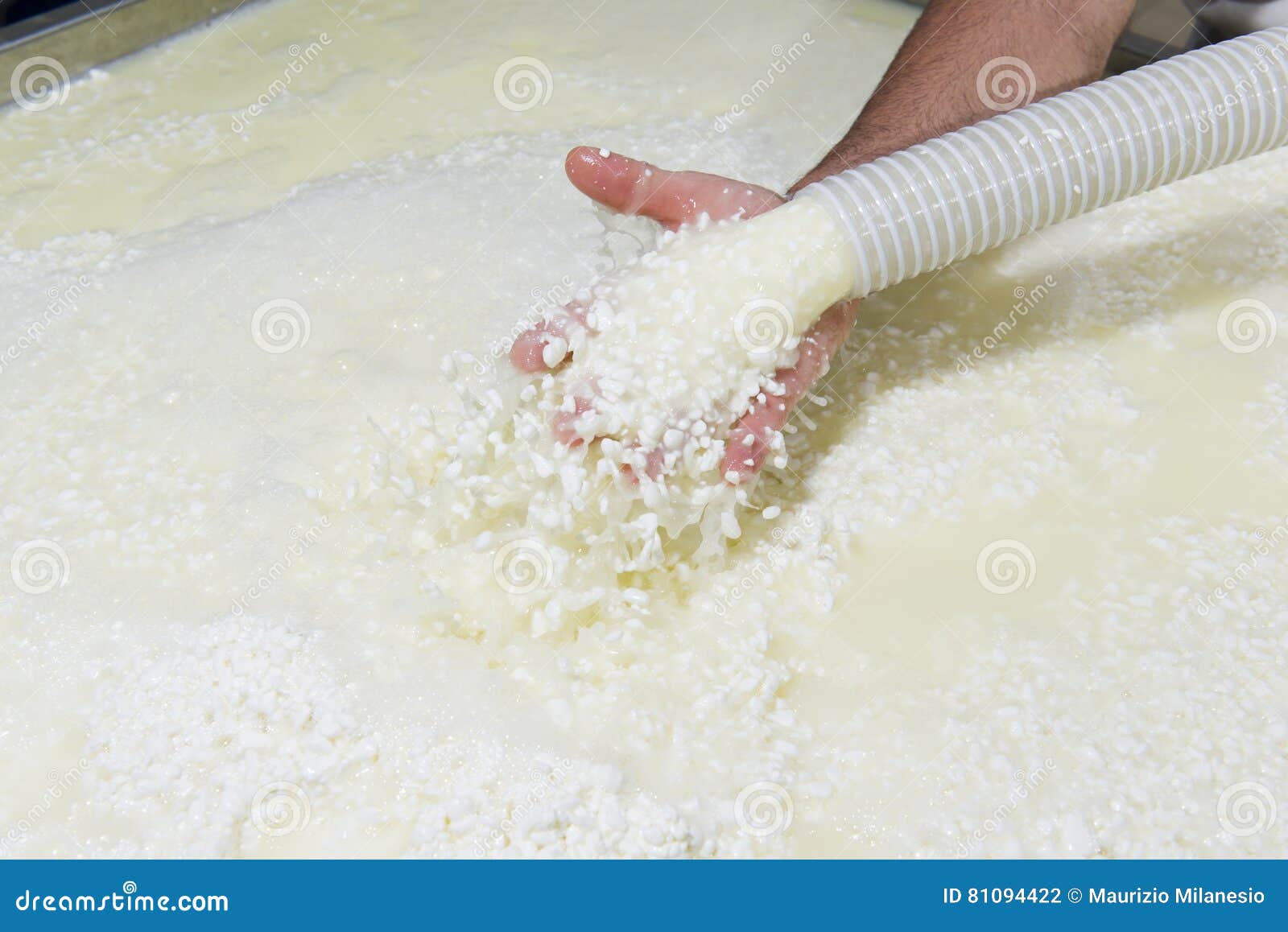 Cheesemaker Pours Cheese Just Curdled Stock Photo - Image of cheese ...