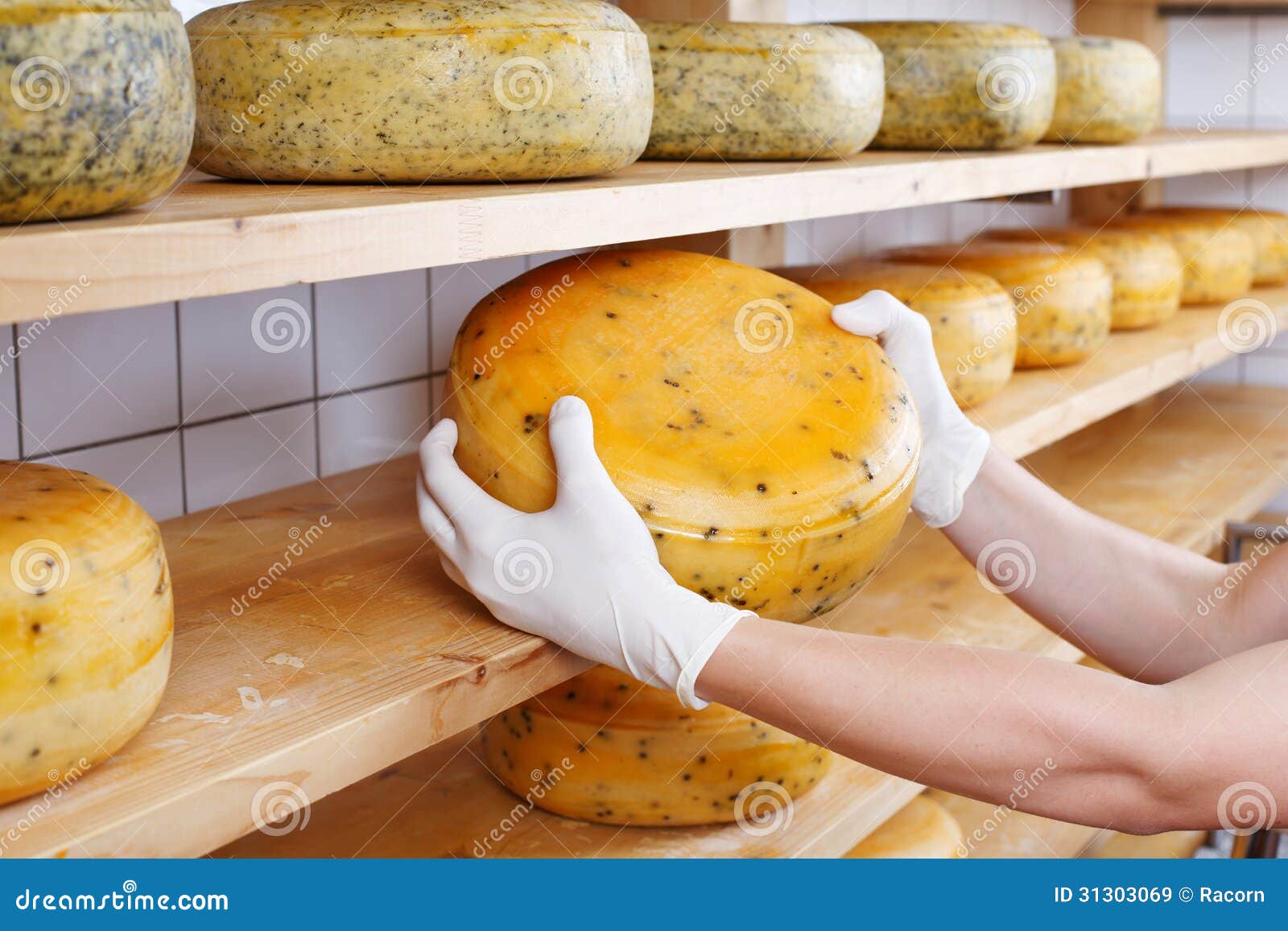 Cheesemaker Selects a Mature Cheese Stock Image - Image of aging ...