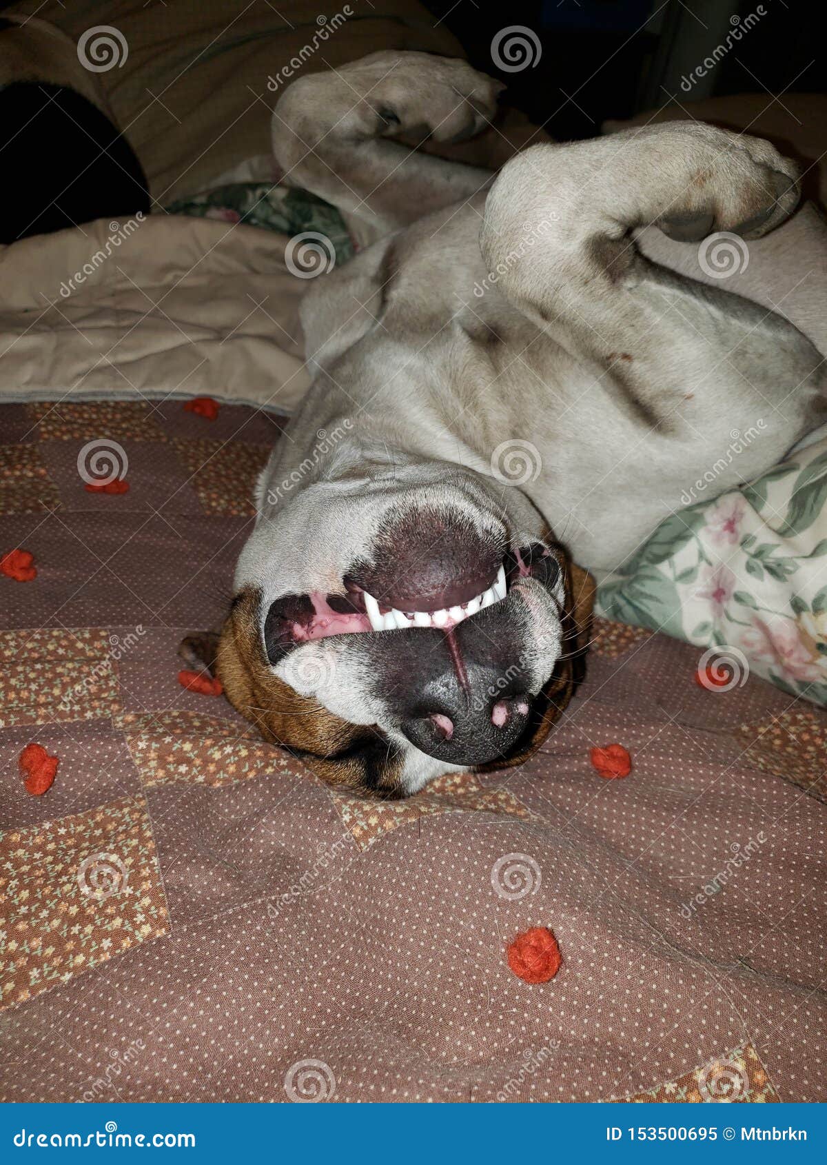 Cheesing like his dad stock image. Image of like, cheesing - 153500695