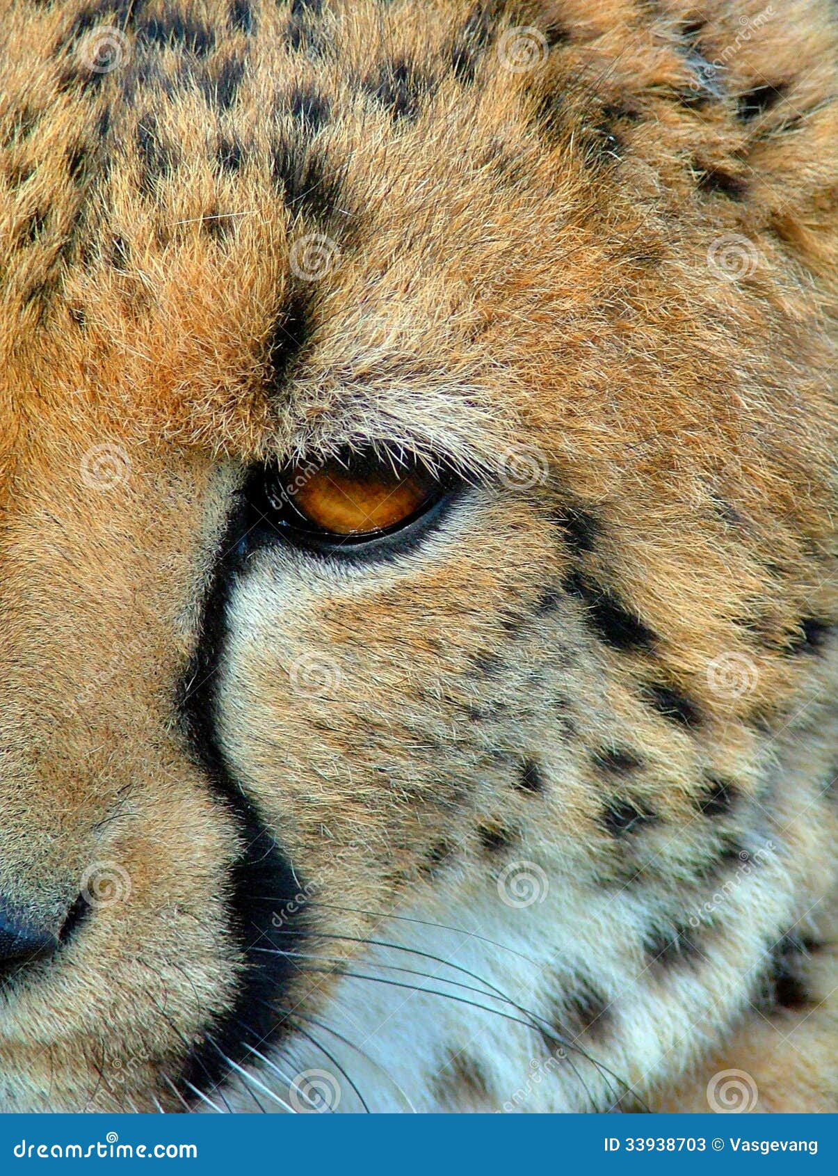 Cheeta closeup stock image. Image of glory, cheetah, danger - 33938703