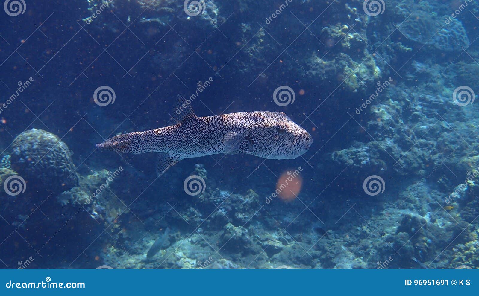 Cheeta fish stock image. Image of underwater, indonesia - 96951691