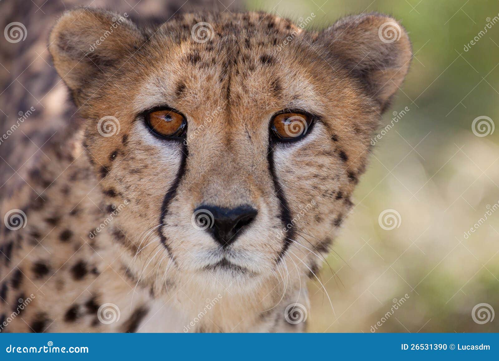 Cheetah 1 stock photo. Image of nature, africa, namibia - 26531390