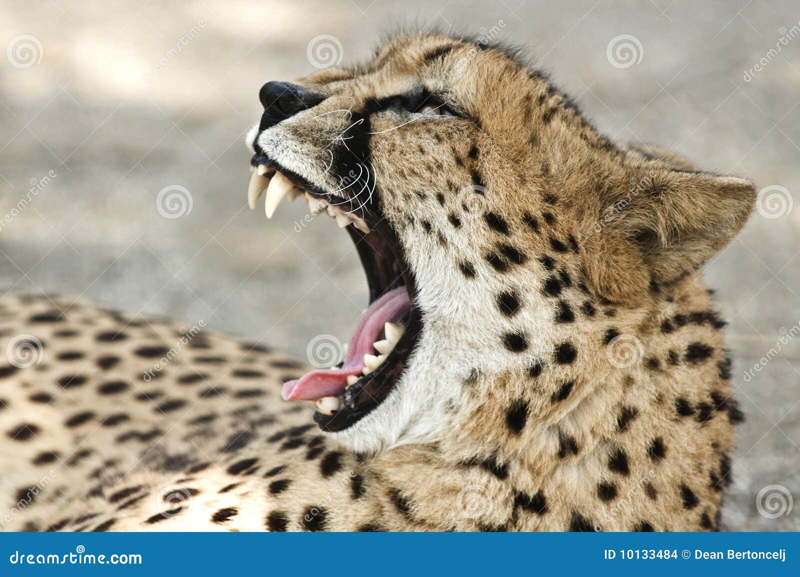Cheetah stock photo. Image of teeth, wide, cheetah, mammal - 10133484
