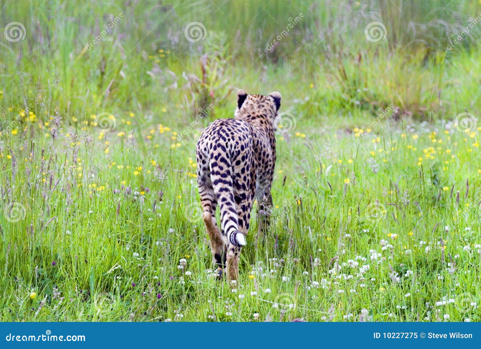 Cheetah stock image. Image of breeding, britain, cheshire - 10227275